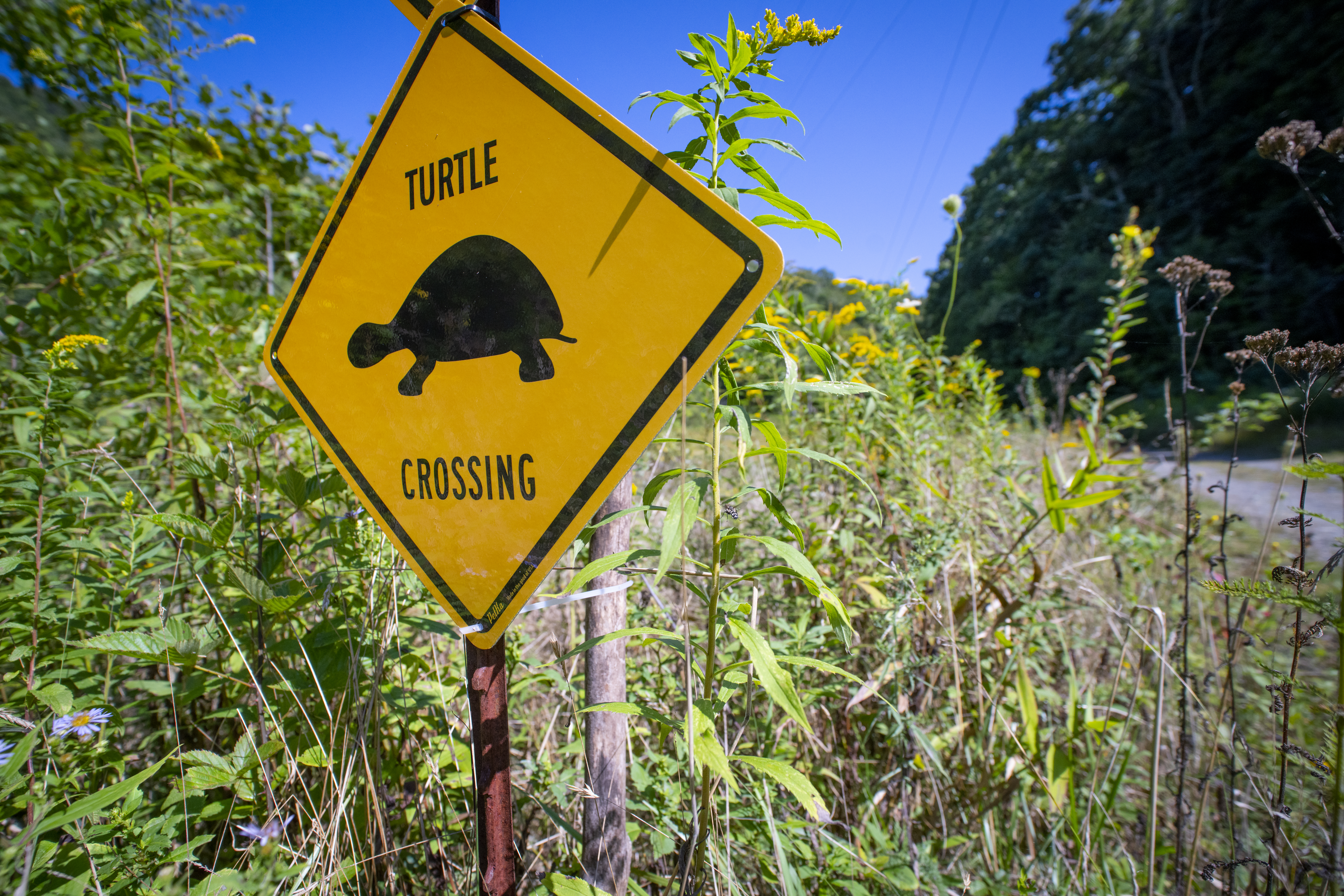 Meet the Bog Turtle: The Tiniest Turtle in North America | Defenders of Wildlife